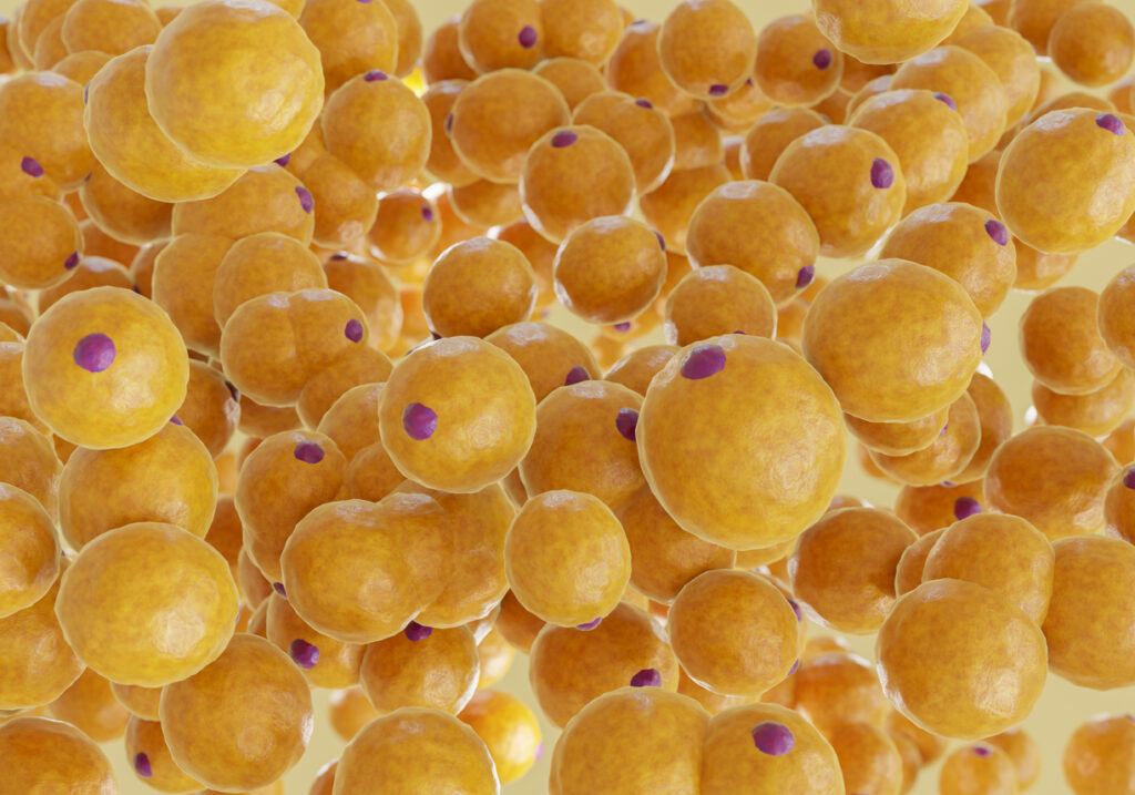 Highlights do ICO 2024 - Conecta SBEM-SP